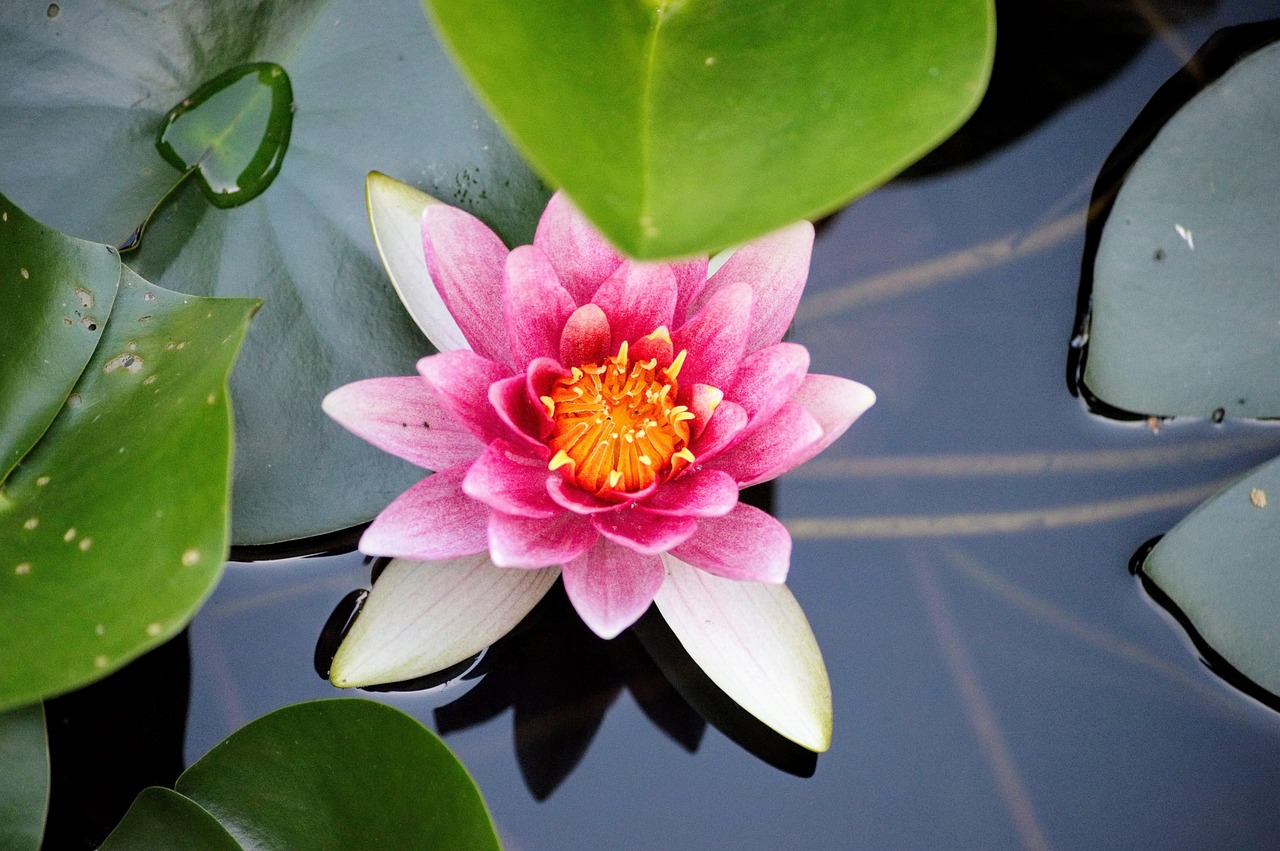 Nénuphar L'Eau Vert - Photo gratuite sur Pixabay - Pixabay