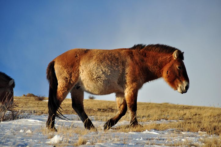 90+ Free Extinction & Nature Photos