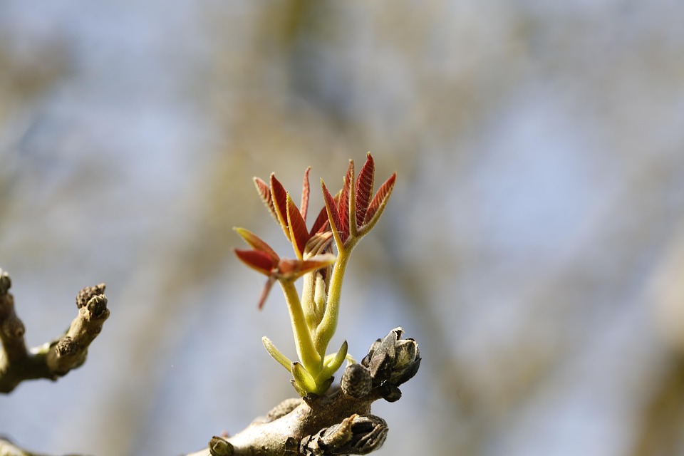 Spring Scion Leaf - Free photo on Pixabay