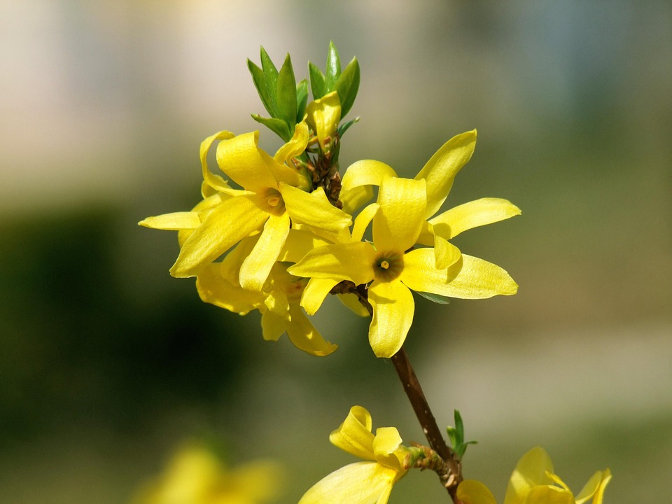 Golden Shower Laburnum Nice - Free photo on Pixabay - Pixabay