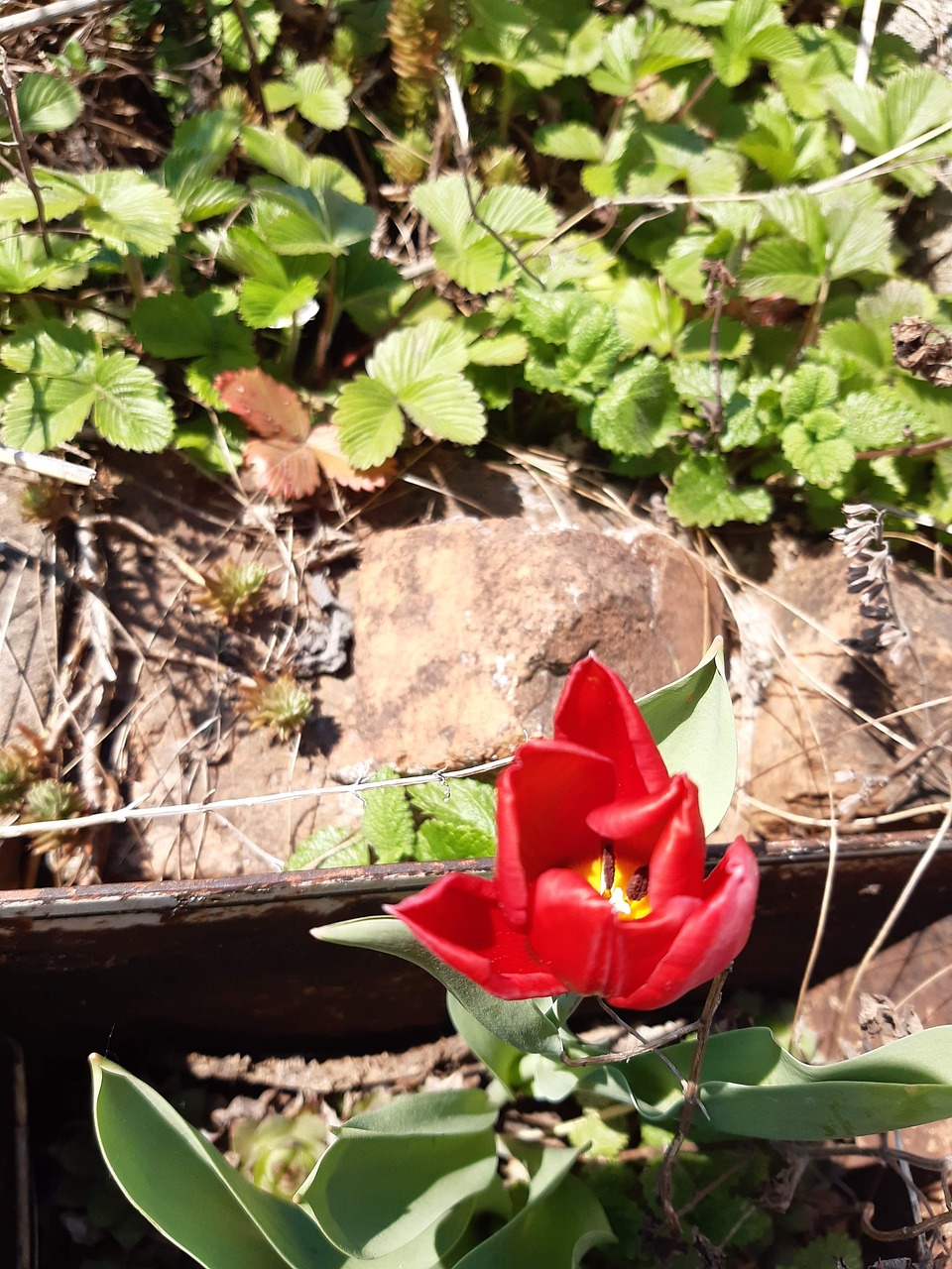 Flor Jardim - Foto gratuita no Pixabay - Pixabay