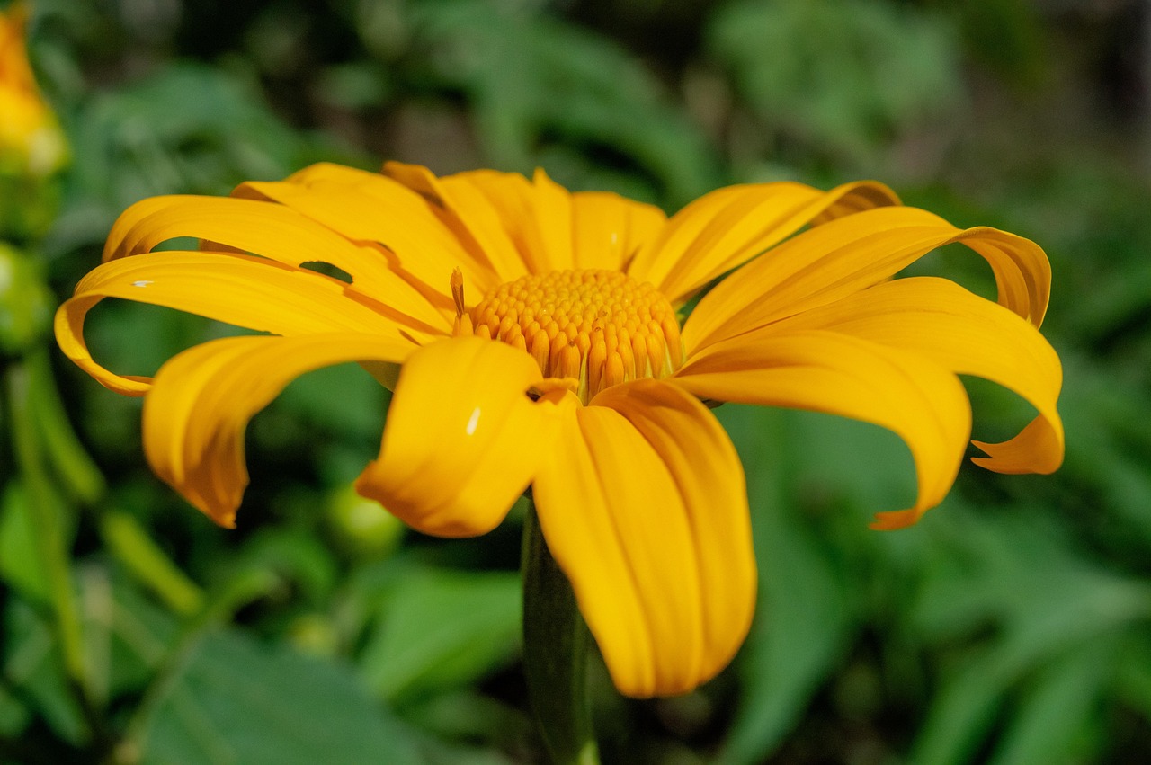 Sunflower Green Summer - Free photo on Pixabay - Pixabay