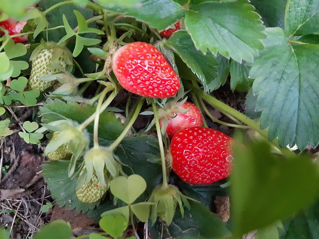 Fresas Primavera - Foto gratis en Pixabay - Pixabay