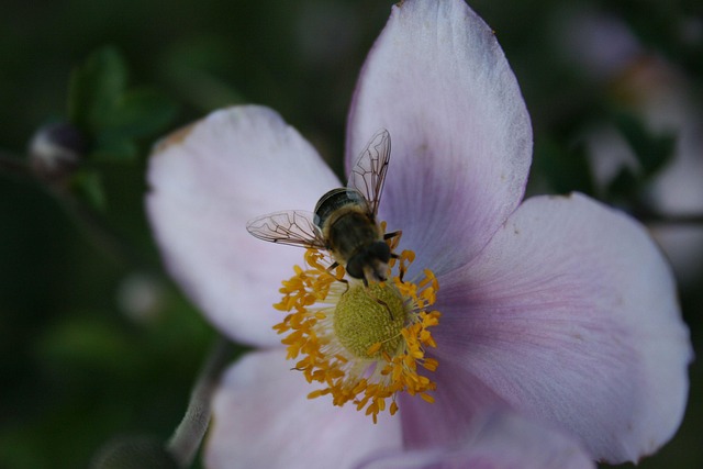 Flower Insects - Free photo on Pixabay - Pixabay