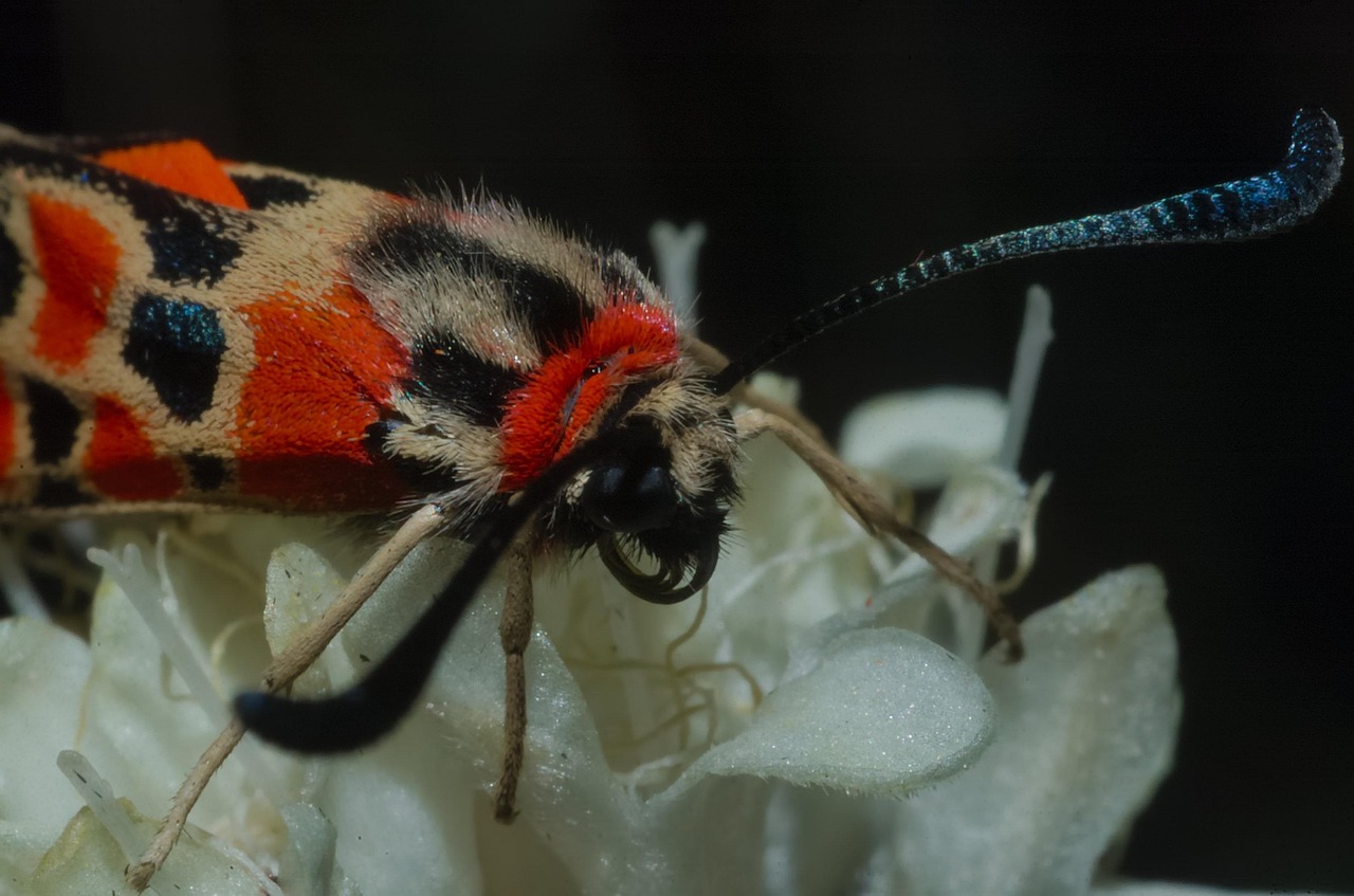 Zygaena Zigaena Insectes La - Photo gratuite sur Pixabay - Pixabay