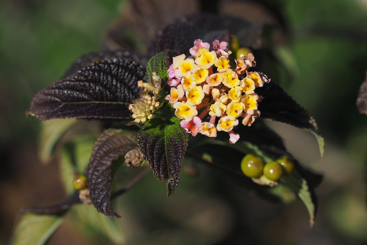 Lantana Flower Spain - Free photo on Pixabay - Pixabay