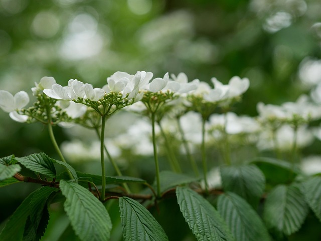 2+ Free Japanese Snow Ball & Bloom Images - Pixabay