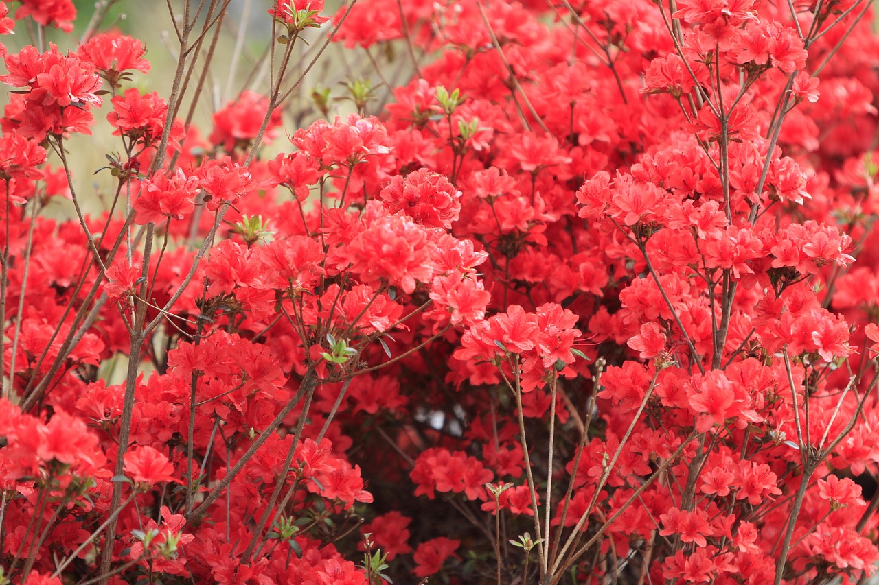 Pohang Everywhere Park Flower - Free photo on Pixabay - Pixabay