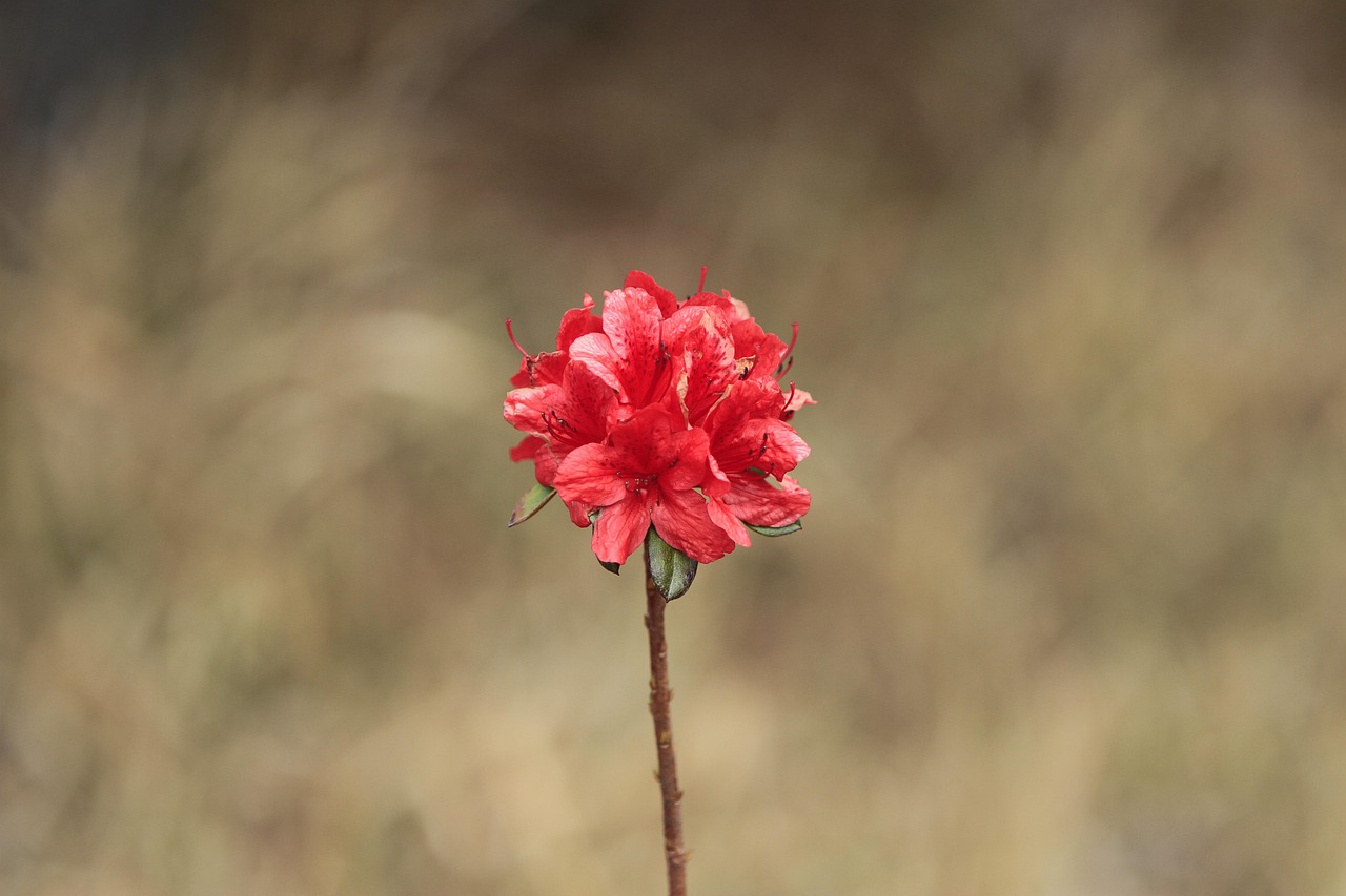 Pohang Everywhere Park Flower - Free photo on Pixabay - Pixabay