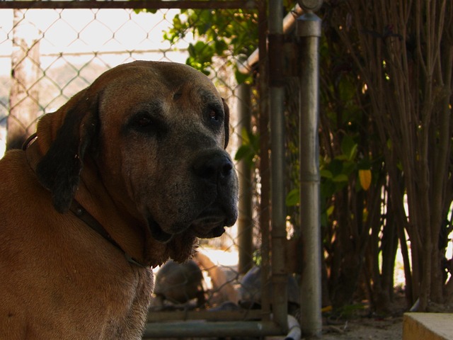 Dog Pet Amor - Free photo on Pixabay - Pixabay