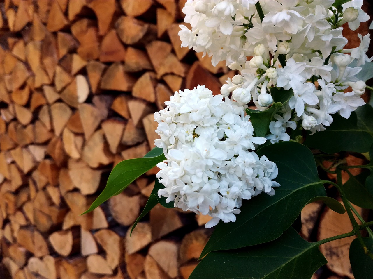 Lilas Blanc Seringue - Photo gratuite sur Pixabay - Pixabay