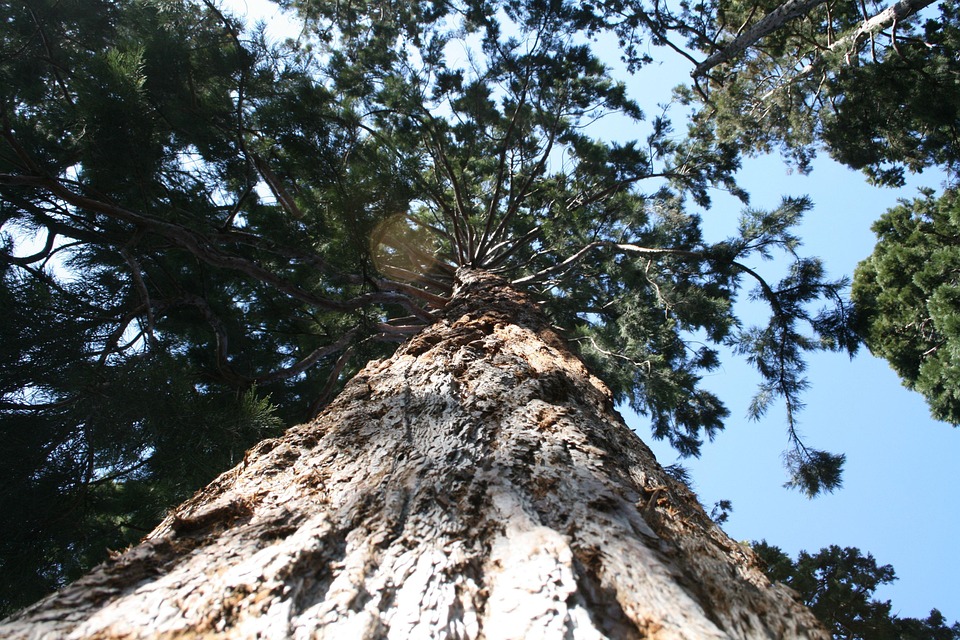 Tree Heaven Bark - Free photo on Pixabay - Pixabay