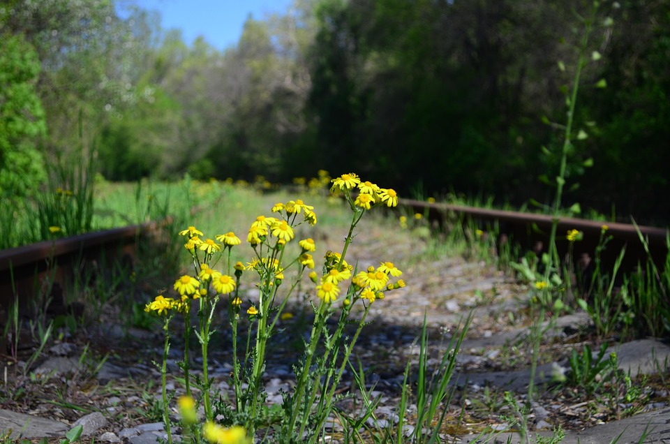 Rails Flowers Way - Free photo on Pixabay - Pixabay