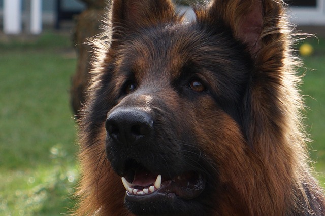 Shepherd Dog Old German Head - Free photo on Pixabay - Pixabay