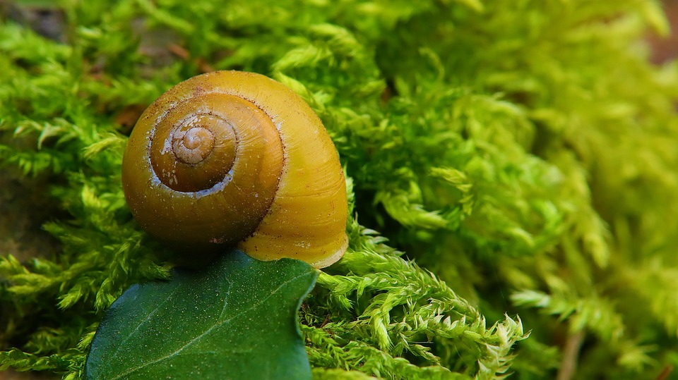 Snail Close Up Nature - Free photo on Pixabay