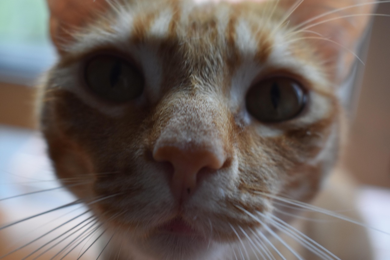 Gato Animal Felino - Foto gratuita no Pixabay - Pixabay
