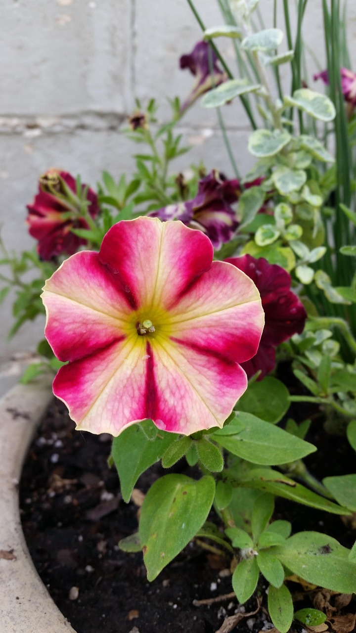 Flower Plant Nature - Free photo on Pixabay