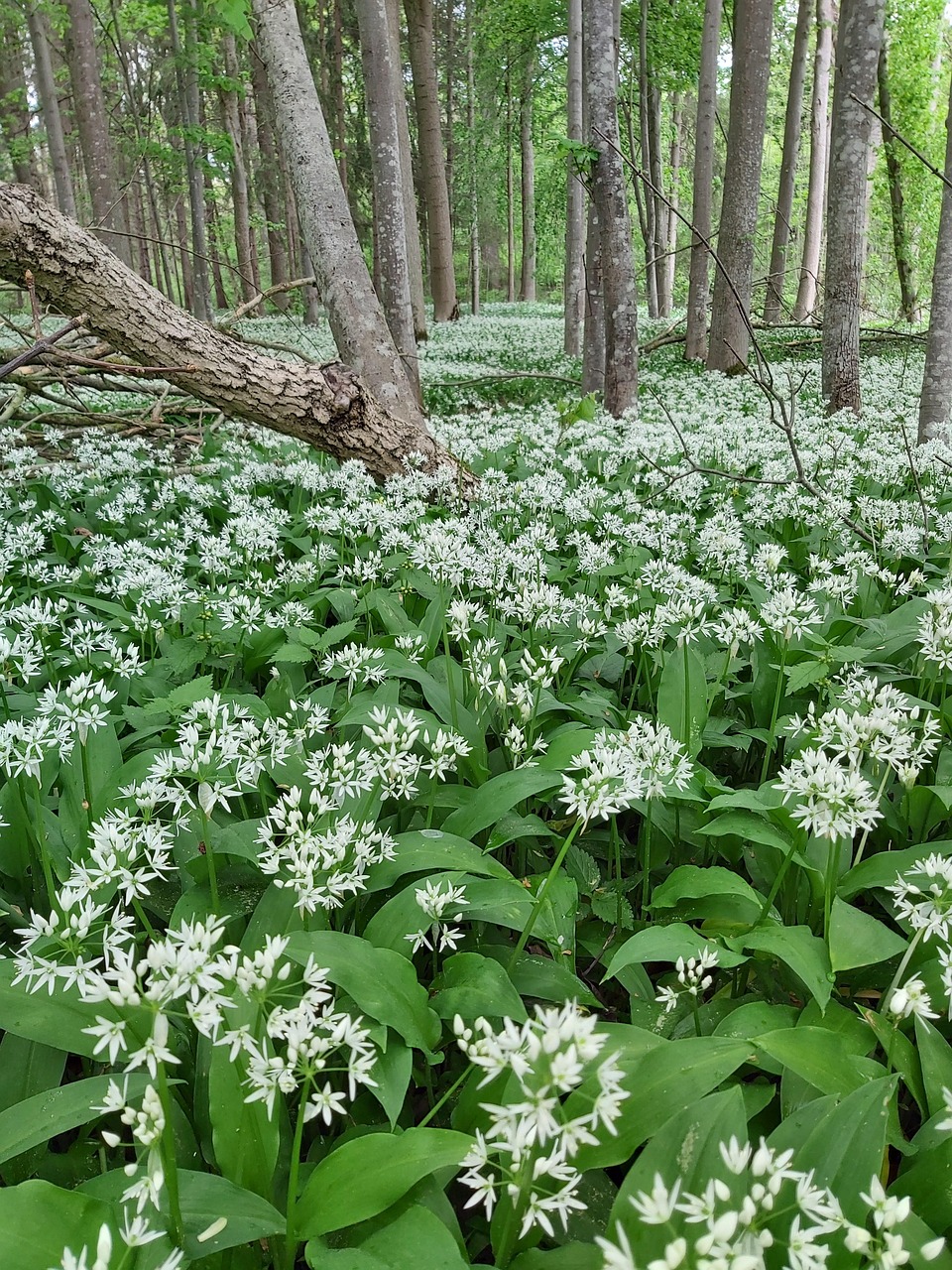 Wild Garlic Allium Ursinum - Free photo on Pixabay - Pixabay