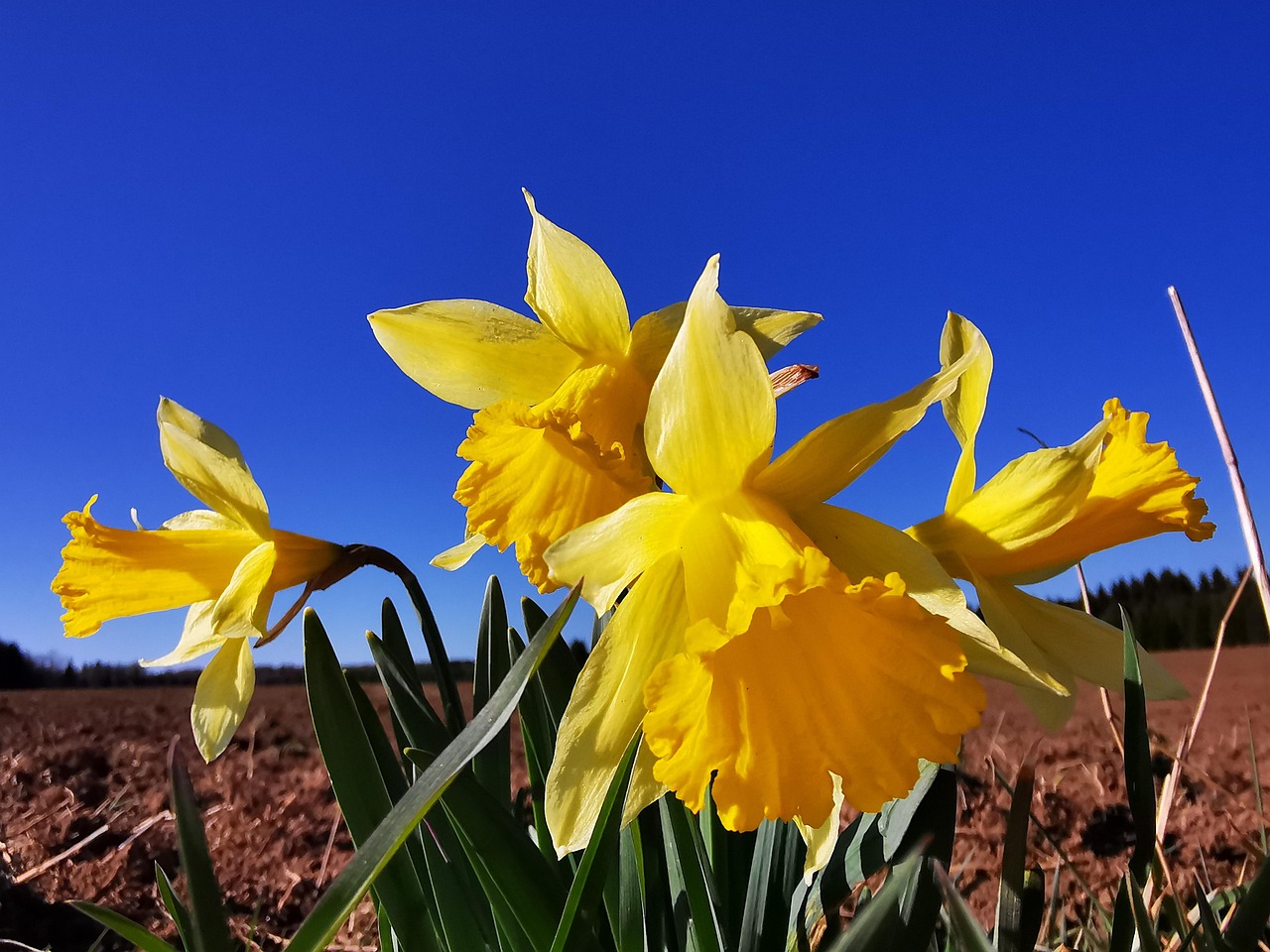 Yellow Daffodil Easter Bell - Free photo on Pixabay - Pixabay