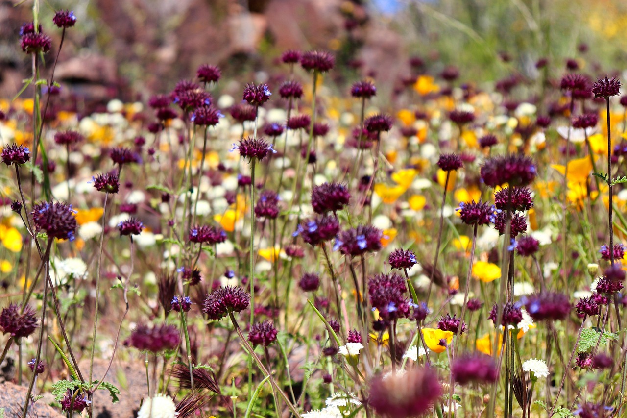 Flowers Spring Desert - Free photo on Pixabay - Pixabay