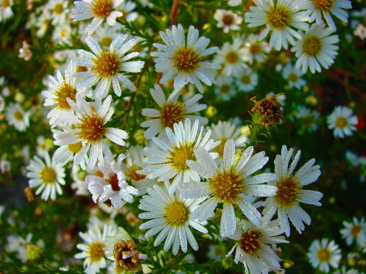 Aster Fleur Sauvage - Photo gratuite sur Pixabay - Pixabay