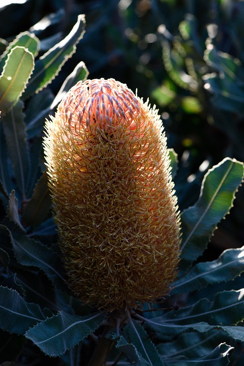 Banksia Flora Native - Free photo on Pixabay - Pixabay