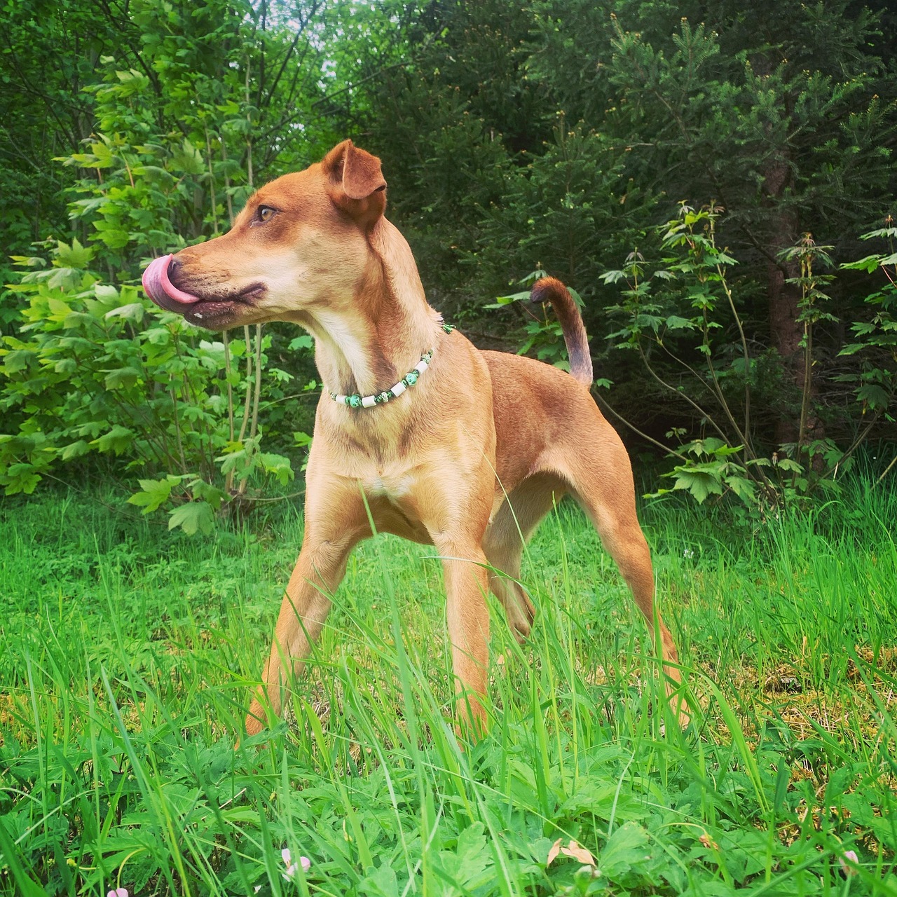 Cachorro Animal Doméstico Híbrido - Foto gratuita no Pixabay - Pixabay