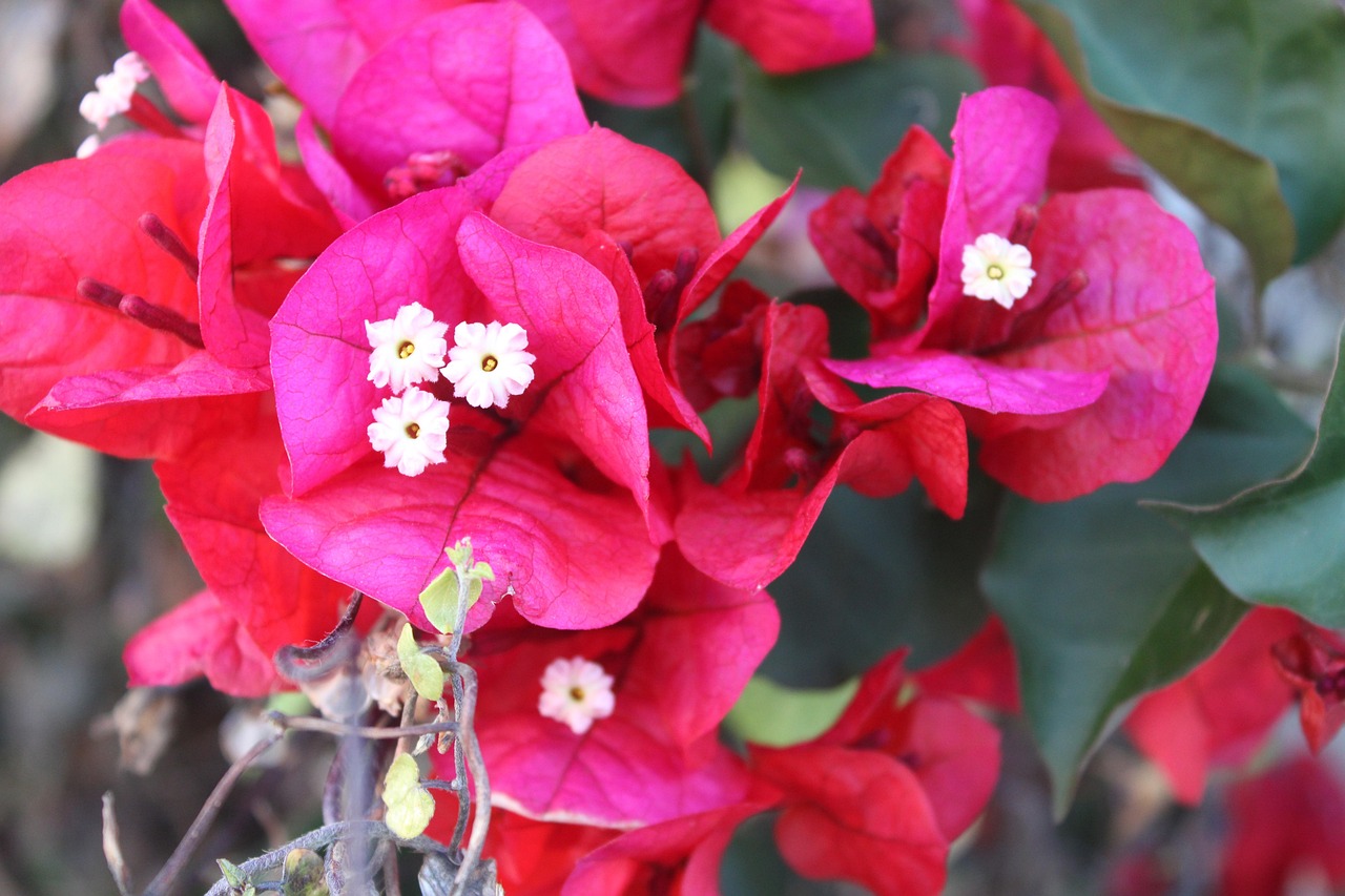 The Port Of Santa Maria Flowers - Free photo on Pixabay - Pixabay