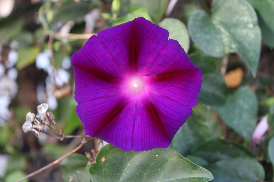 The Port Of Santa Maria Flowers - Free photo on Pixabay