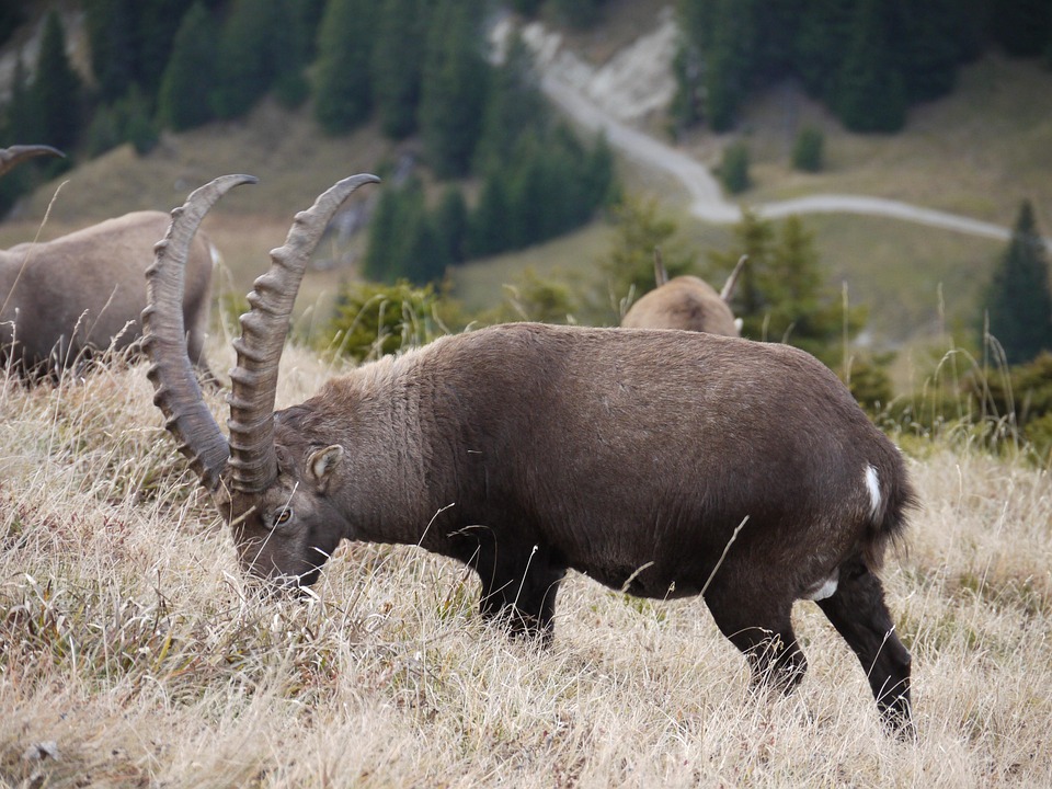Steinbock Alpen Tier - Kostenloses Foto auf Pixabay