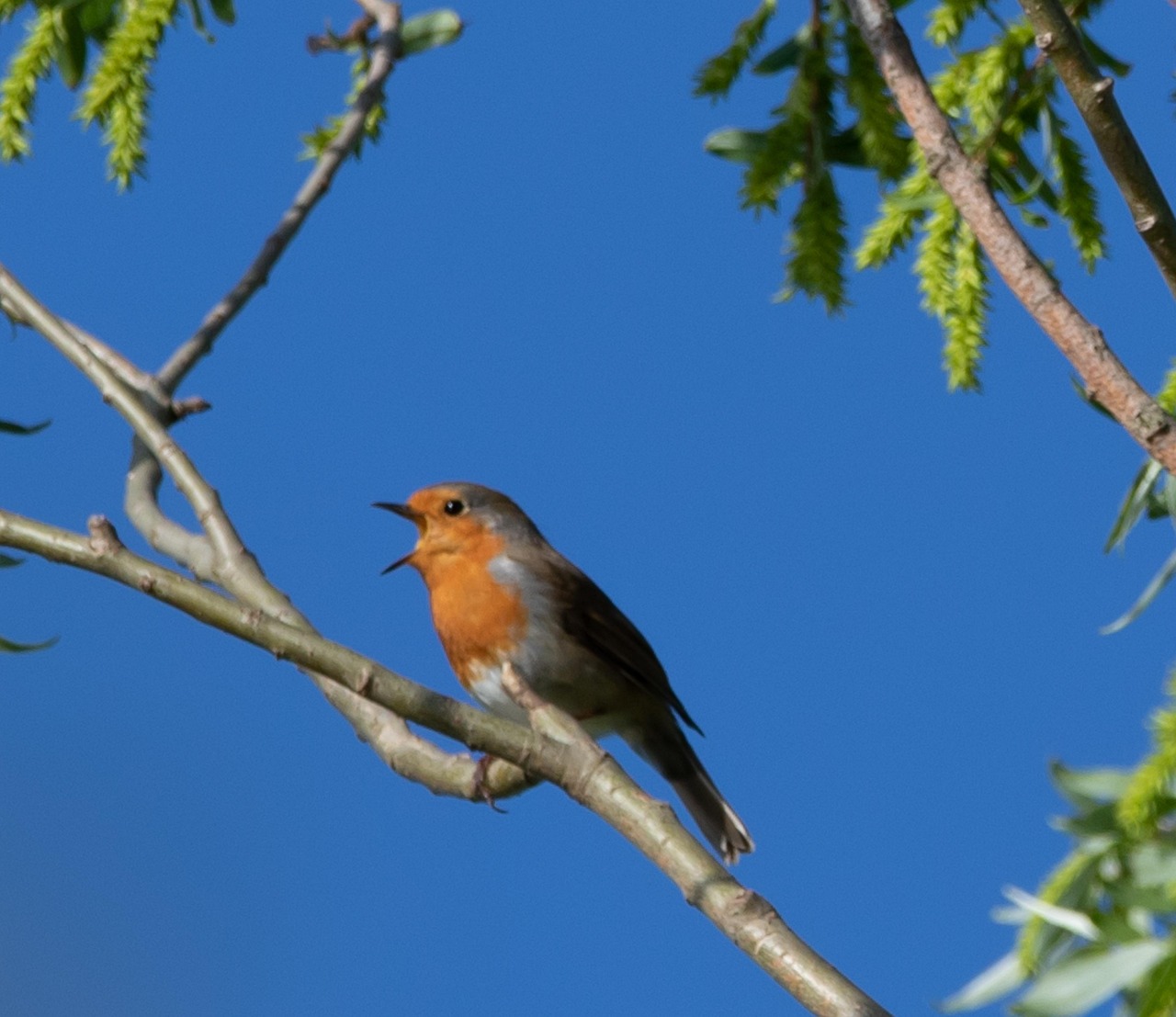 Robin Redbreast In Tree - Free photo on Pixabay