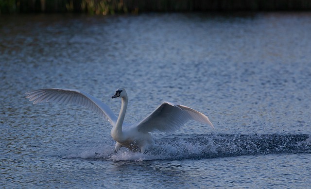 Swan Landing In Water Sunrise - Free photo on Pixabay - Pixabay