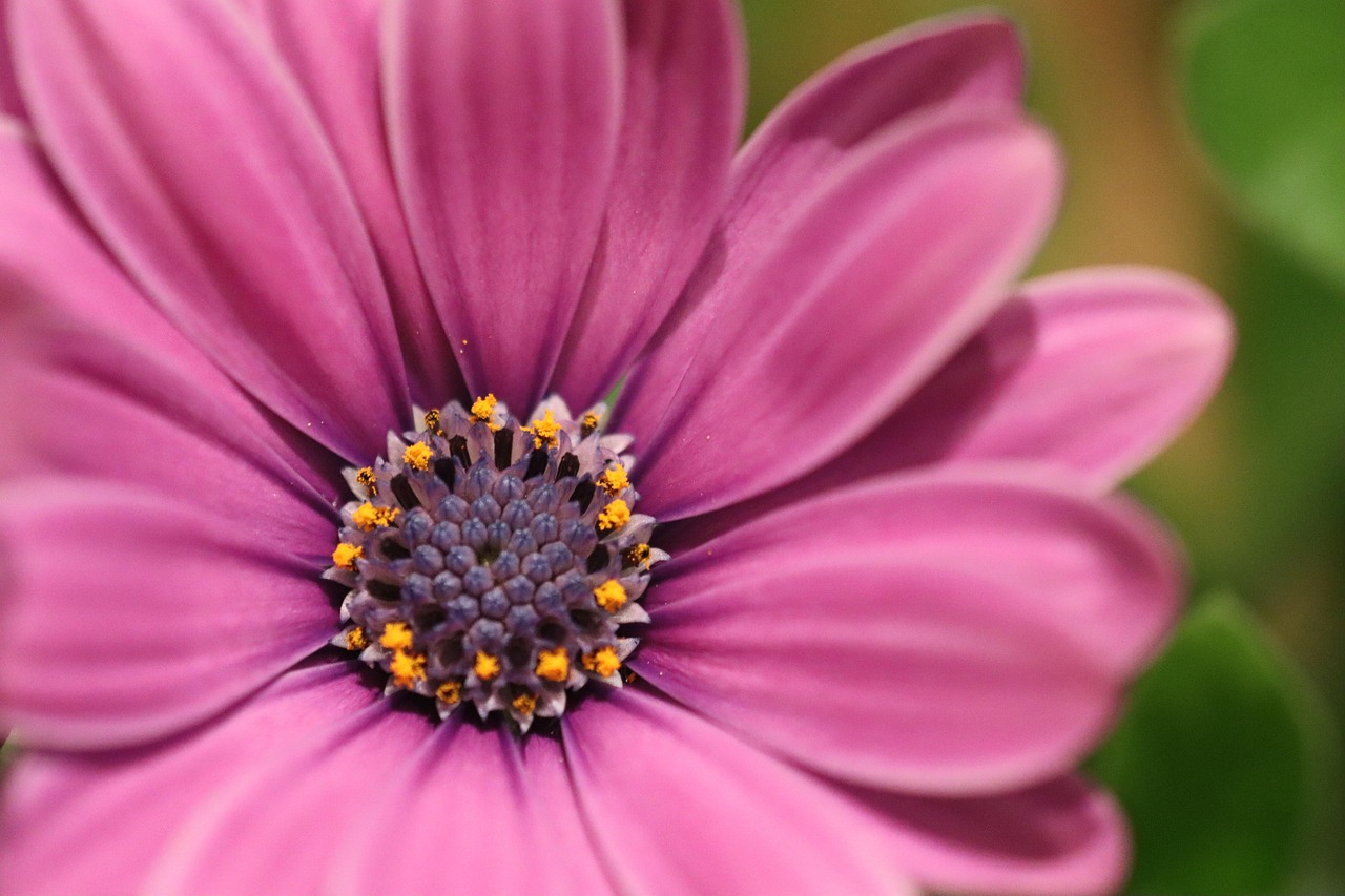100+ Free Scar & Nature Images - Pixabay