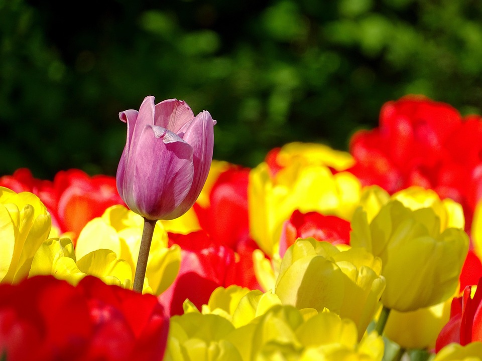 Tulip Musim Semi Bunga - Foto gratis di Pixabay - Pixabay