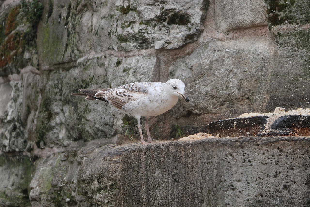 Bird Alone Animal - Free photo on Pixabay