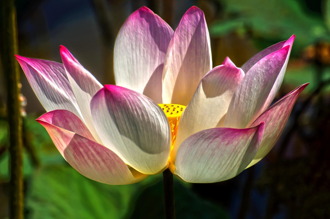 Lotus Flower Nature - Free photo on Pixabay