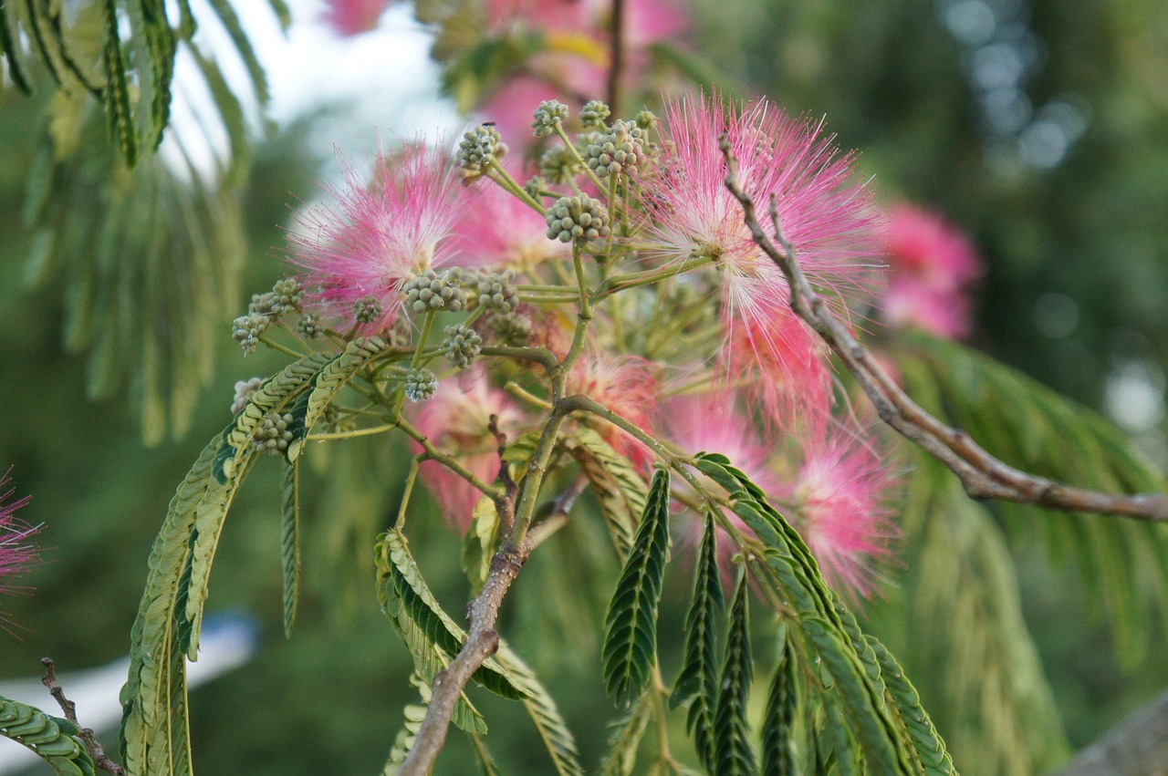 Flower Albizia Tree - Free photo on Pixabay