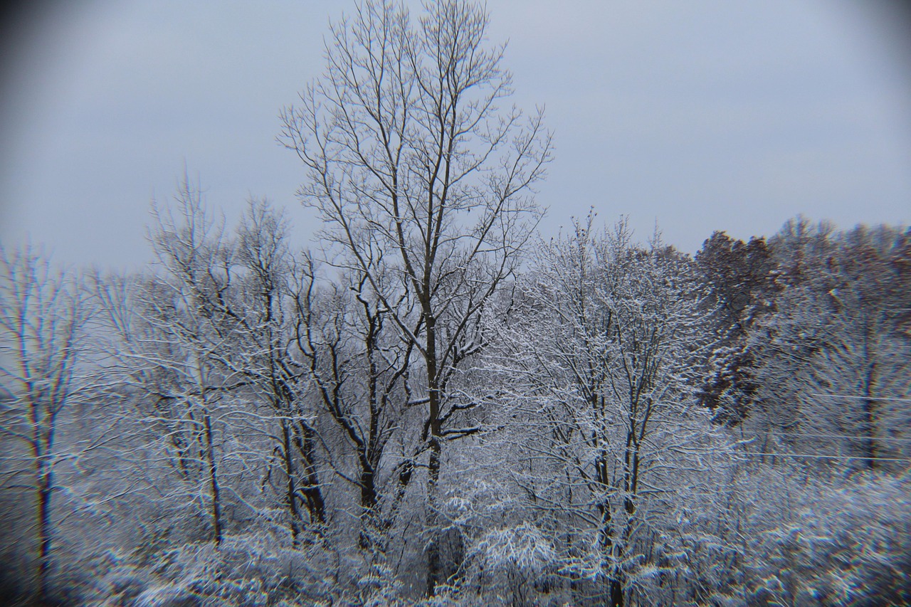 Michigan Winter White Snow - Free photo on Pixabay - Pixabay
