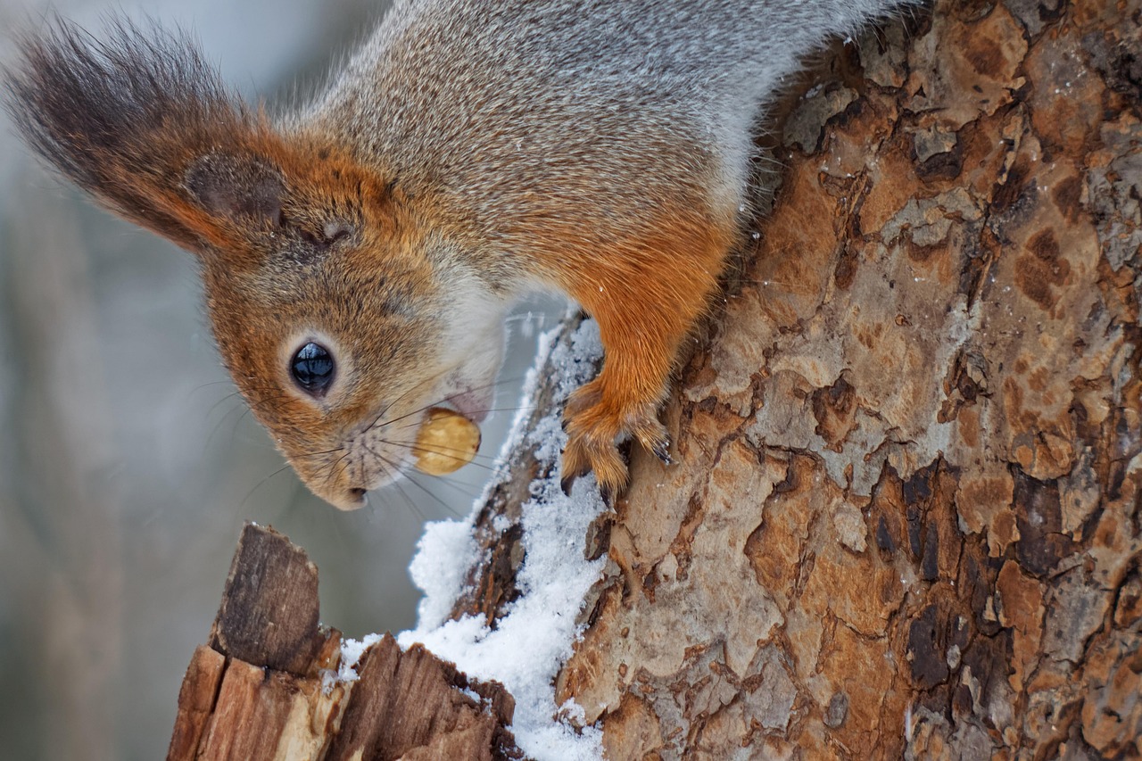 Ardilla Animal Naturaleza El - Foto gratis en Pixabay - Pixabay