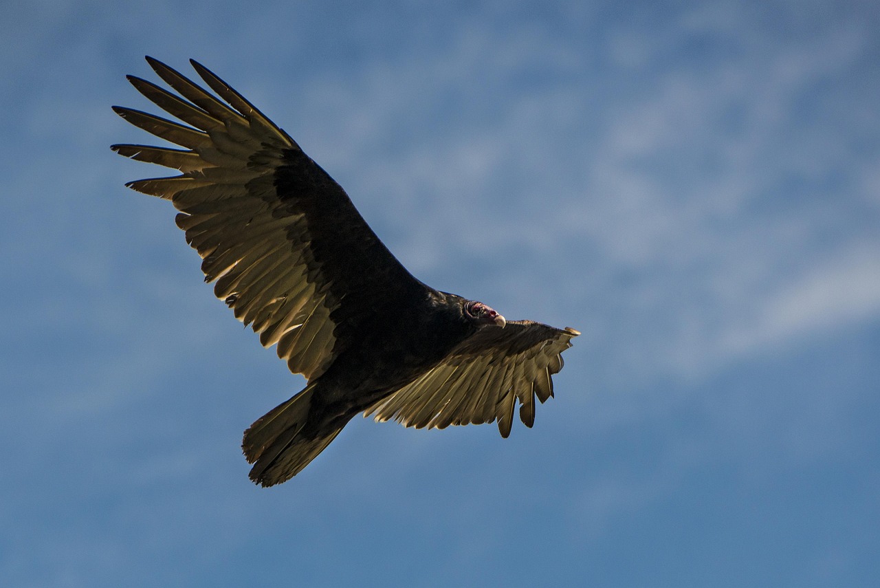 Turkey Vulture Bird Florida - Free photo on Pixabay
