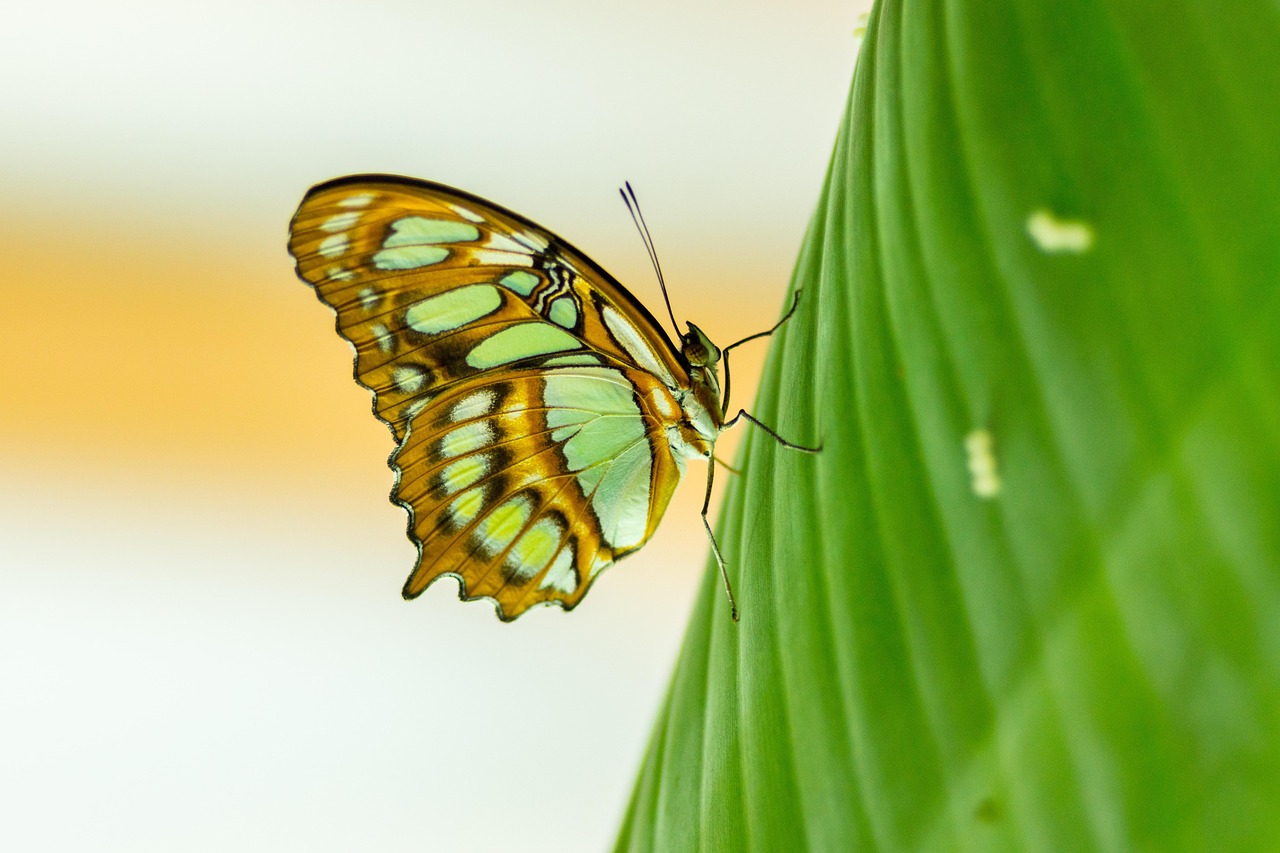 20,000+ Free Butterfly Transparent & Butterfly Images - Pixabay