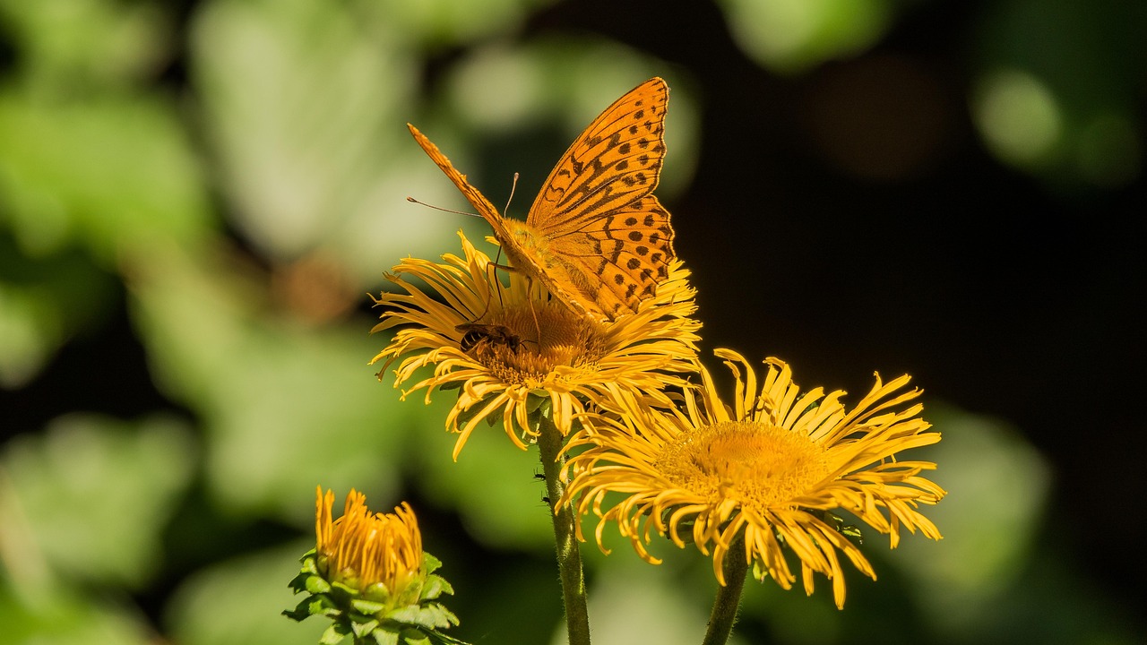 Summer Butterfly Flower - Free photo on Pixabay