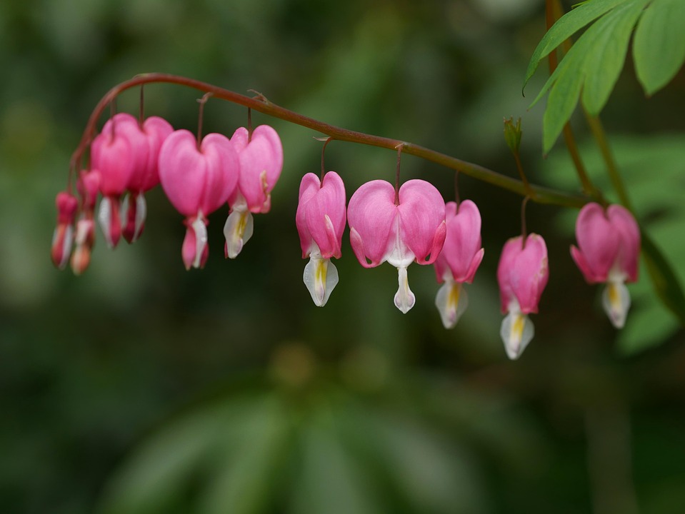 Crying Heart Pink Ornamental Plant - Free photo on Pixabay - Pixabay