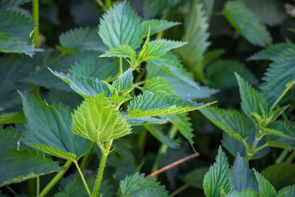 Stinging Nettle Plant - Free photo on Pixabay - Pixabay