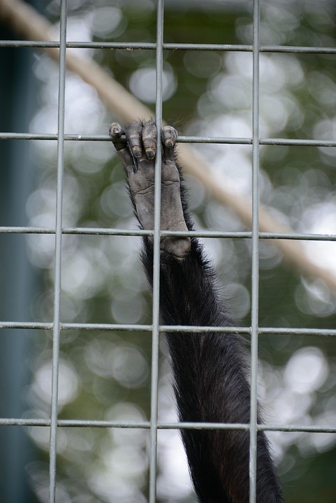 Monkey Hand Animal - Free photo on Pixabay