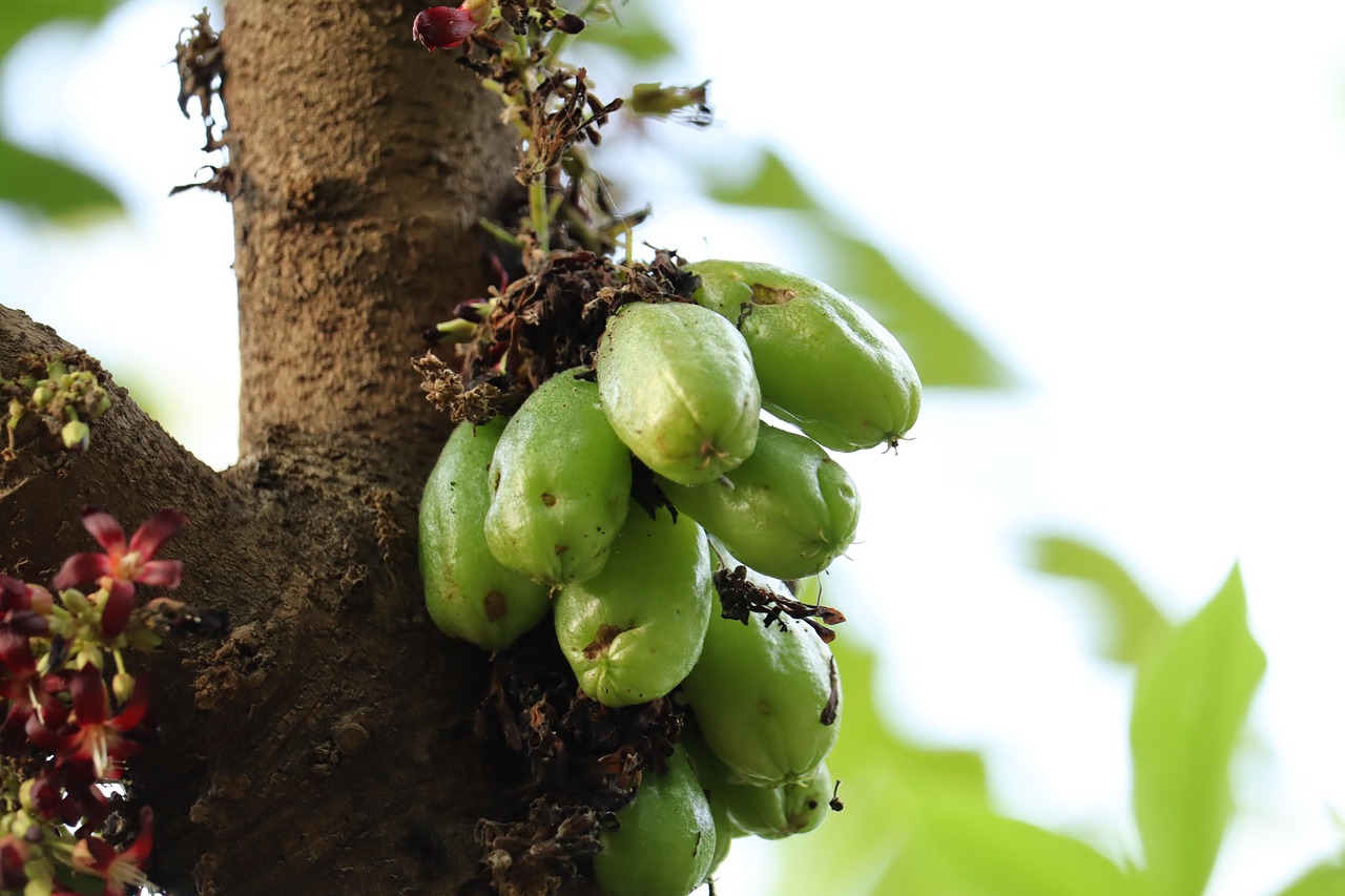 Kerala Bilimbi Tree - Free photo on Pixabay - Pixabay