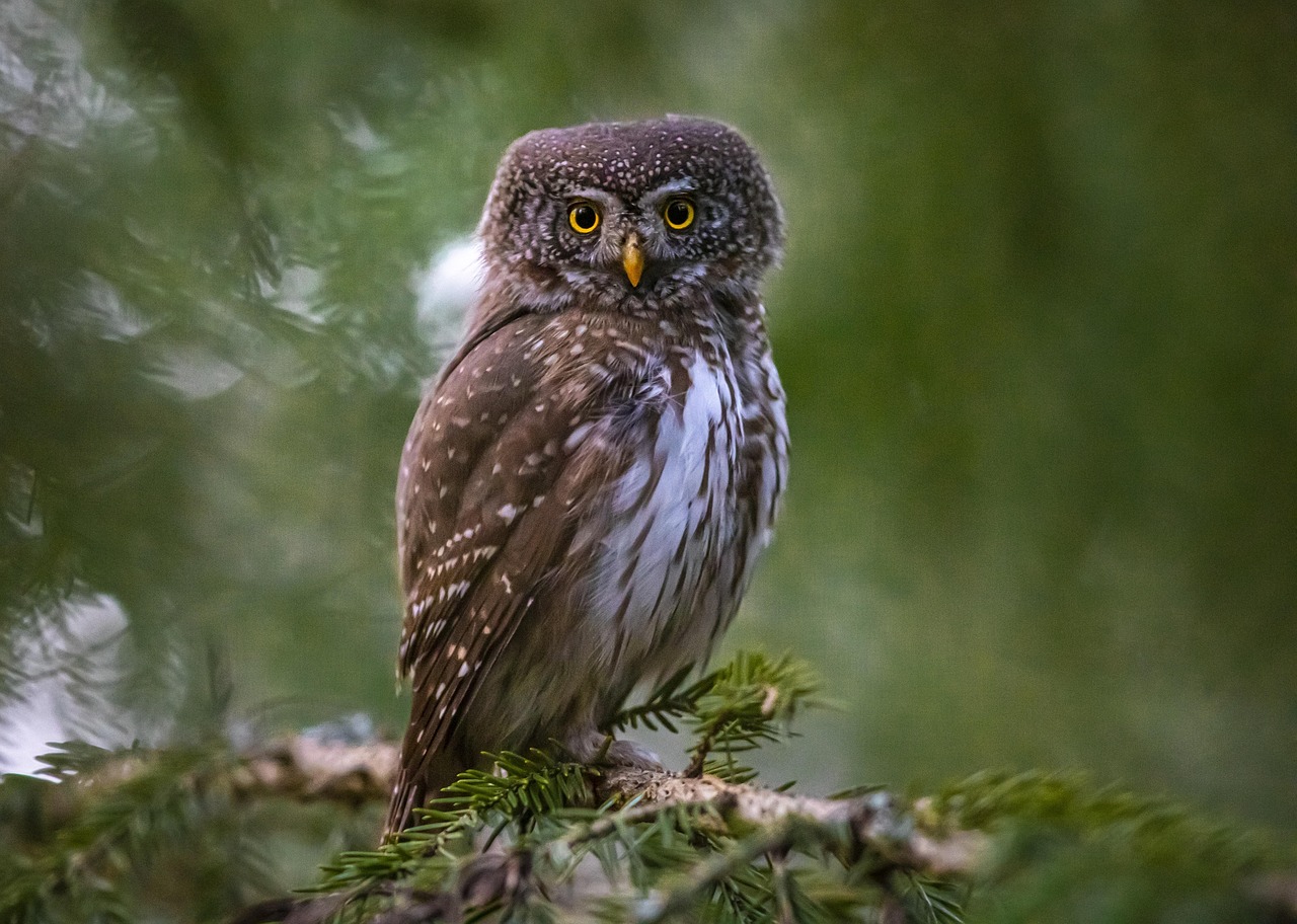 Eurasian Pygmy Owl Glaucidium - Free photo on Pixabay
