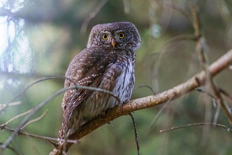 Eurasian Pygmy Owl Glaucidium - Free photo on Pixabay - Pixabay