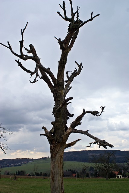 Tree Dead Nature - Free photo on Pixabay - Pixabay