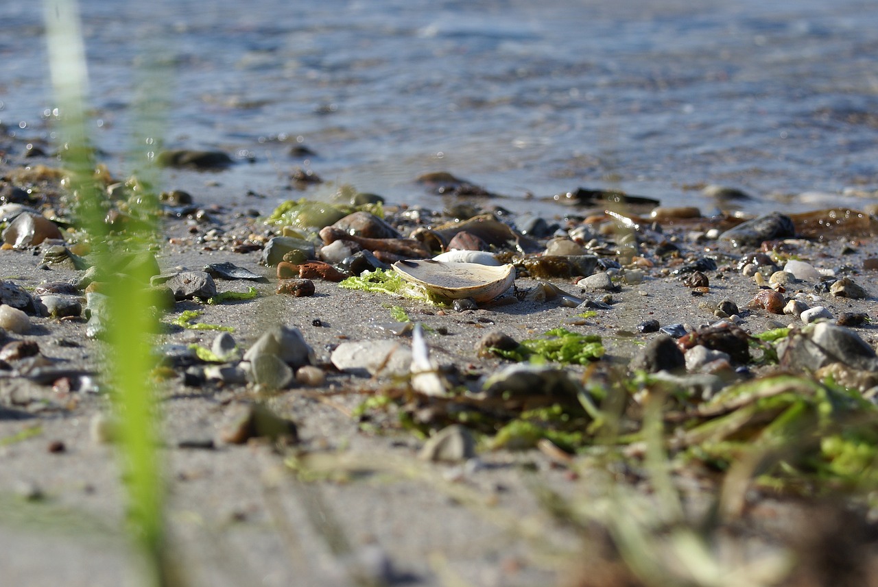 200+ Free Clamshells & Nature Images - Pixabay